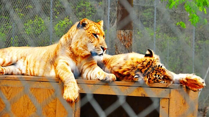 Liger Stripes vs. Tiger Stripes