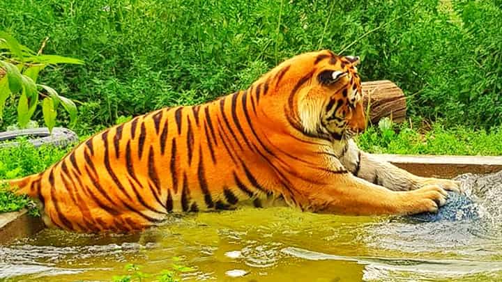 Liger Stripes vs. Tiger Stripes