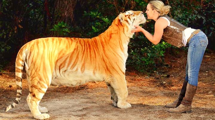 Tiger Stripes - 10 Facts